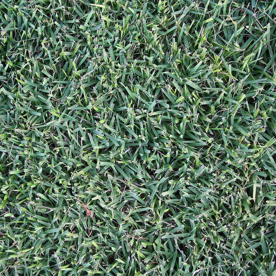 Best Sod Grass Installation in Florida – A1A Sod Sand Soil