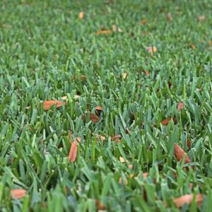 Best Sod Grass Installation in Florida – A1A Sod Sand Soil